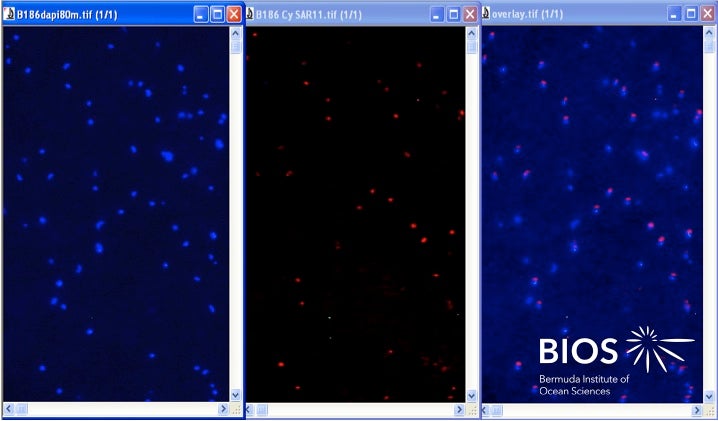 Plankton Profile: SAR11 | BIOS