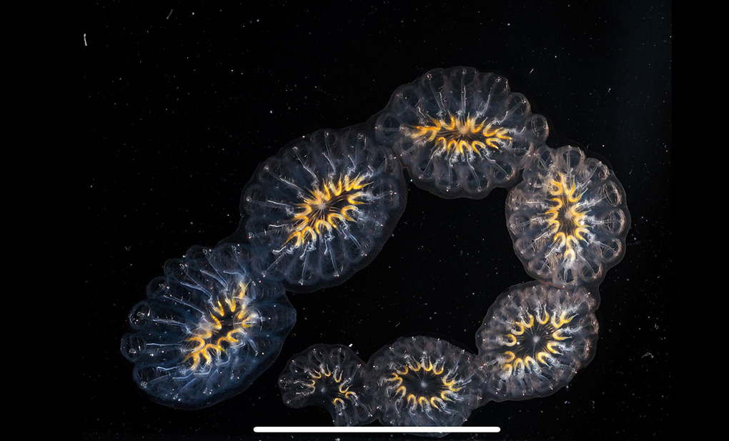 New Study Using Ocean Gliders Uncovers Clues About Carbon Cycling in ...